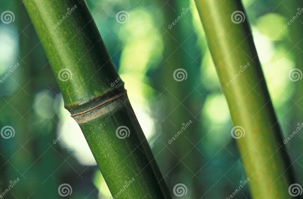 Bamboo stock photo. Image of stick, garden, forest, stem - 3008008
