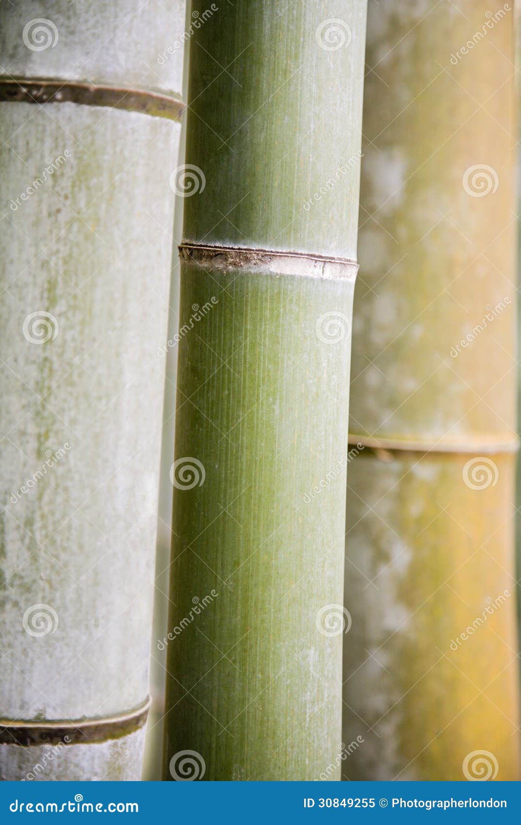Bamboo stock image. Image of botanical, flora, backgrounds - 30849255