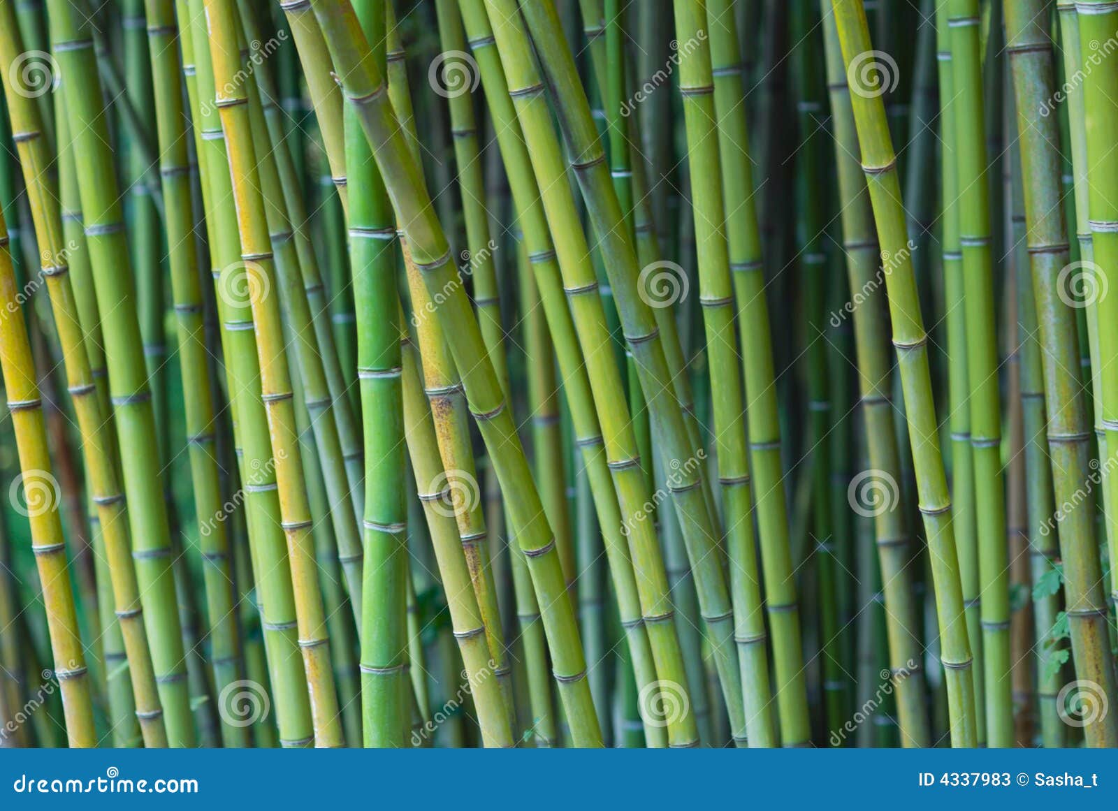Green bamboo stalks stock image. Image of green, ornamental - 4337983