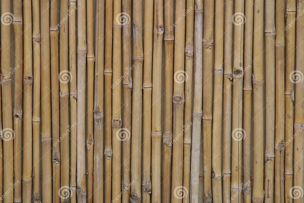 Bamboo stock photo. Image of bamboo, africa, natural, tropics - 48756