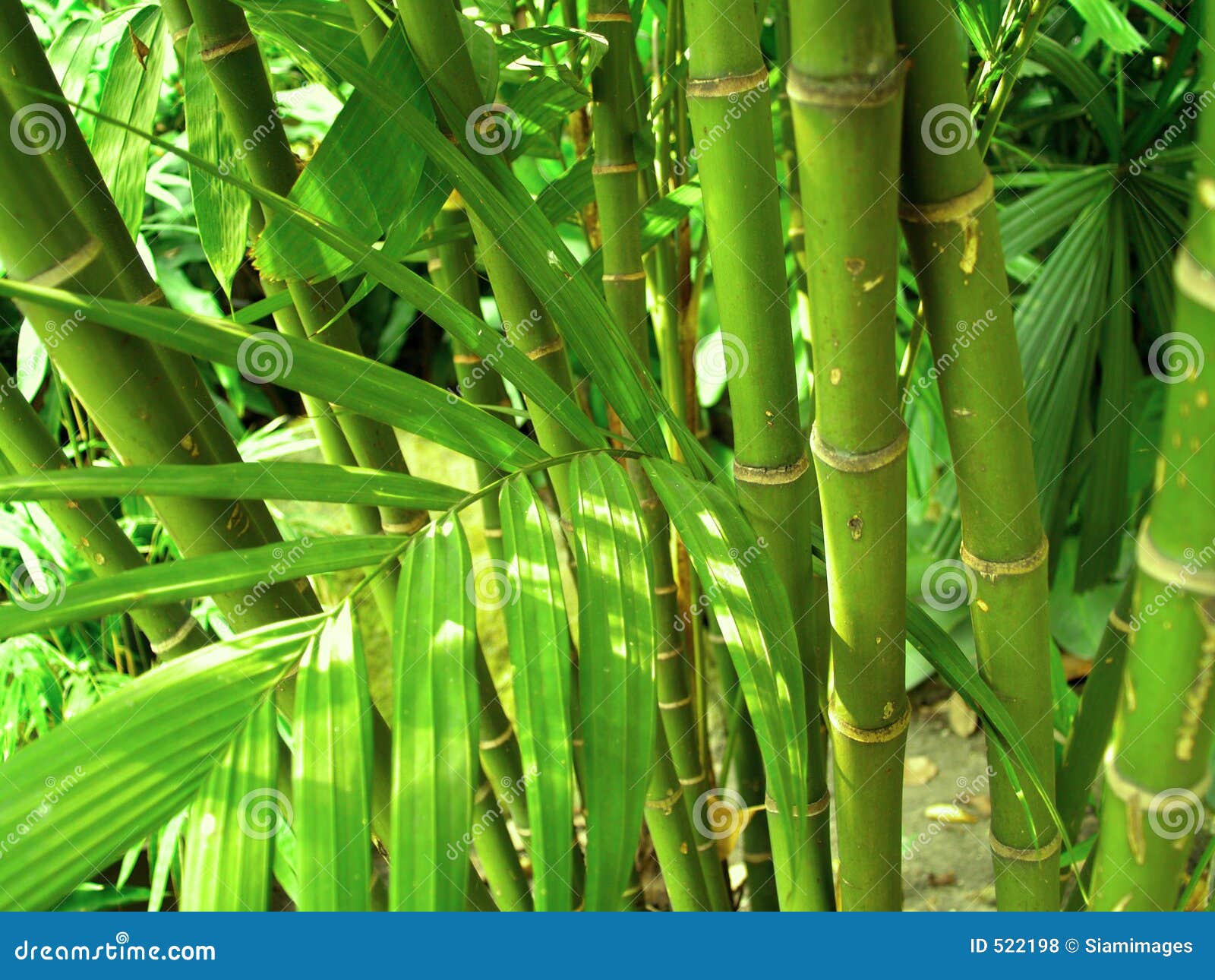 Bamboo stock photo. Image of yellow, field, leaves, green - 522198