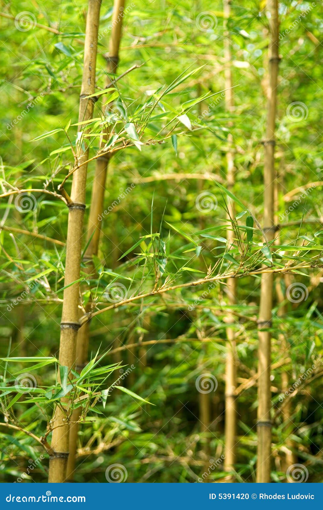 Bamboo stock photo. Image of green, beautiful, exotic - 5391420