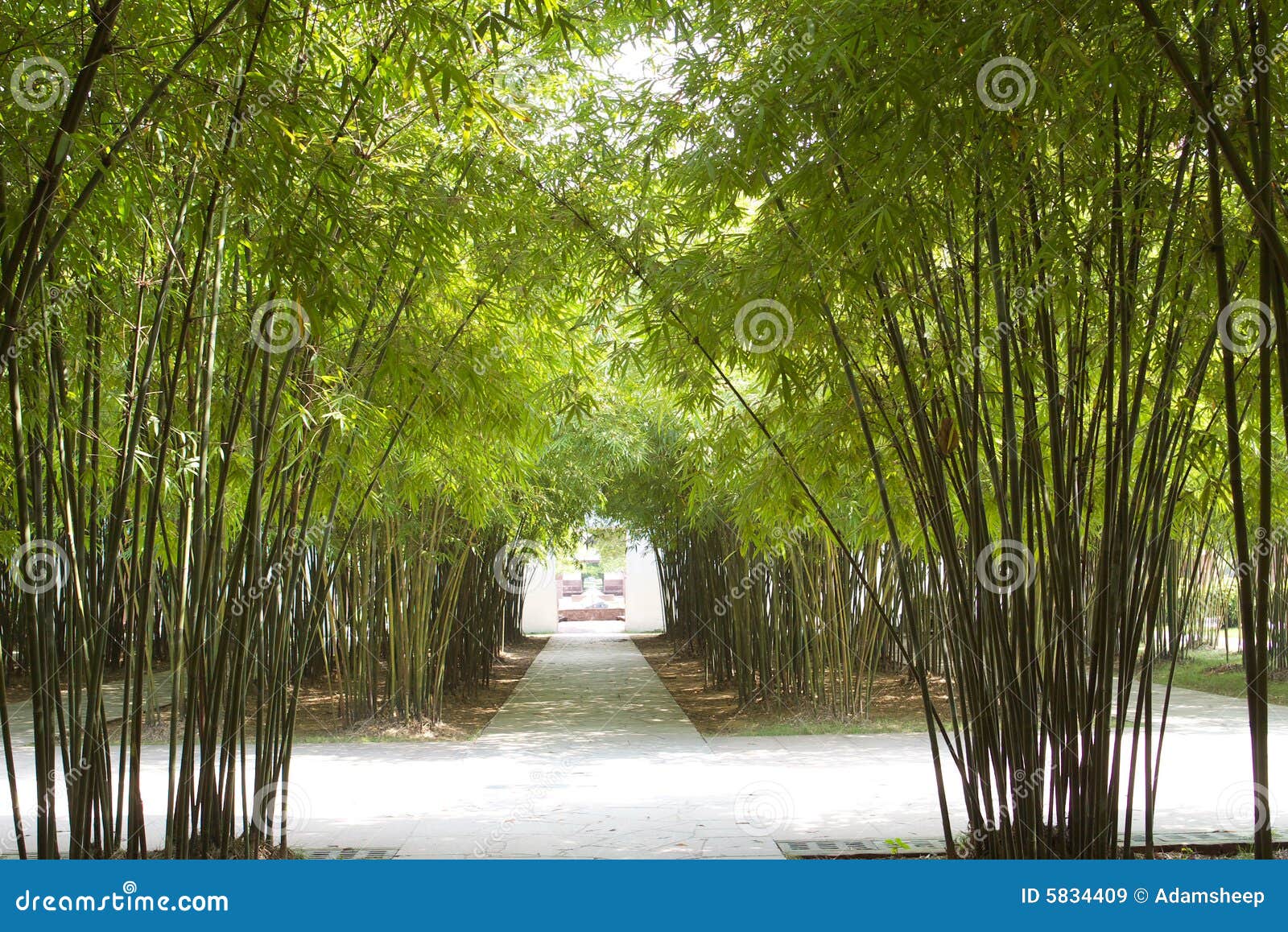 Bamboo stock image. Image of contrast, bundle, organic - 5834409
