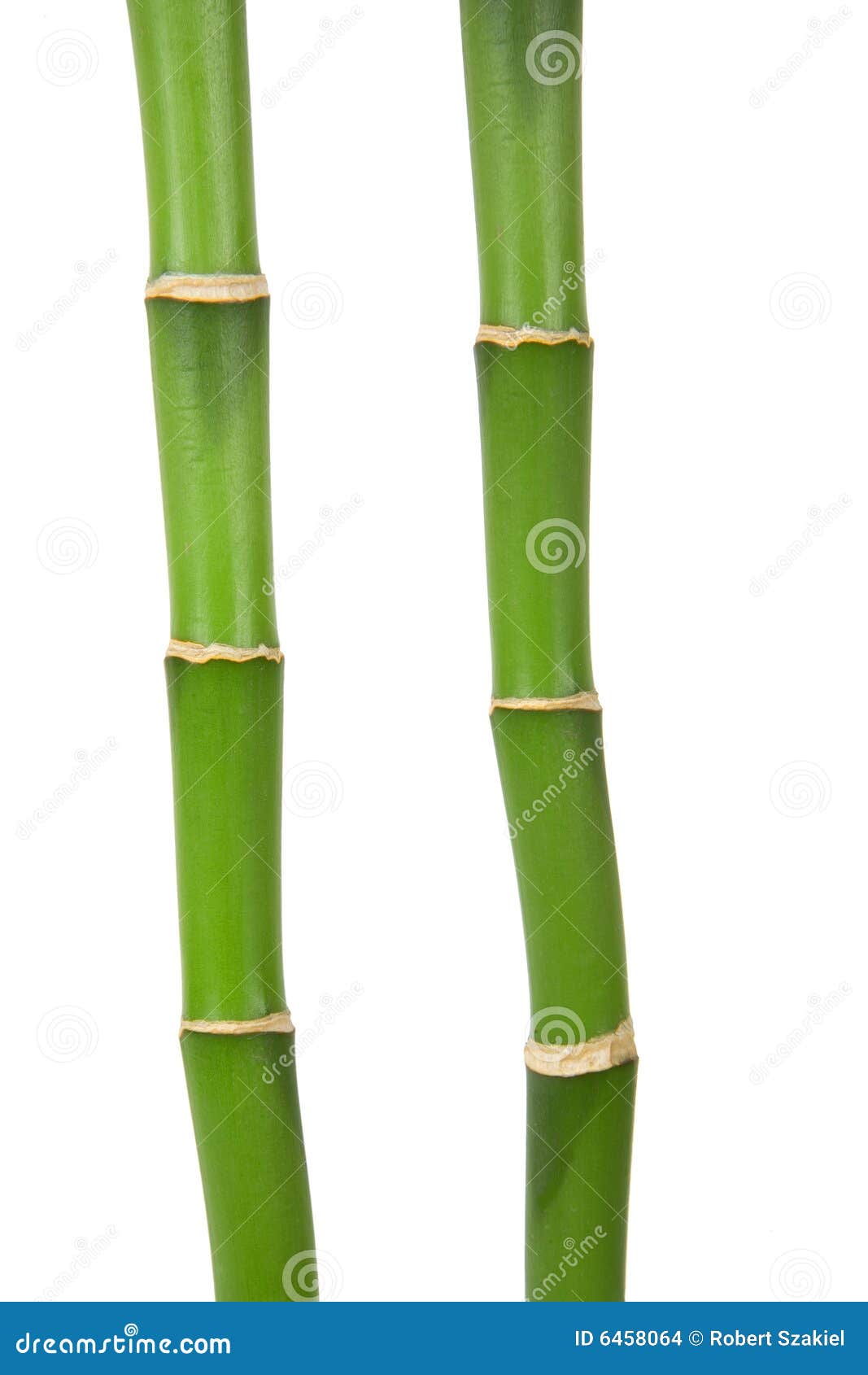 Bamboo stock photo. Image of nature, culture, stick, branch - 6458064