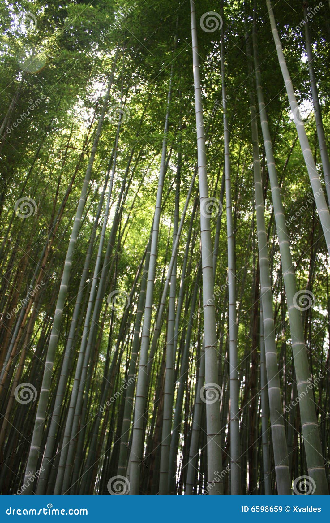 Bamboo stock image. Image of kyoto, leafs, vertical, perspective - 6598659