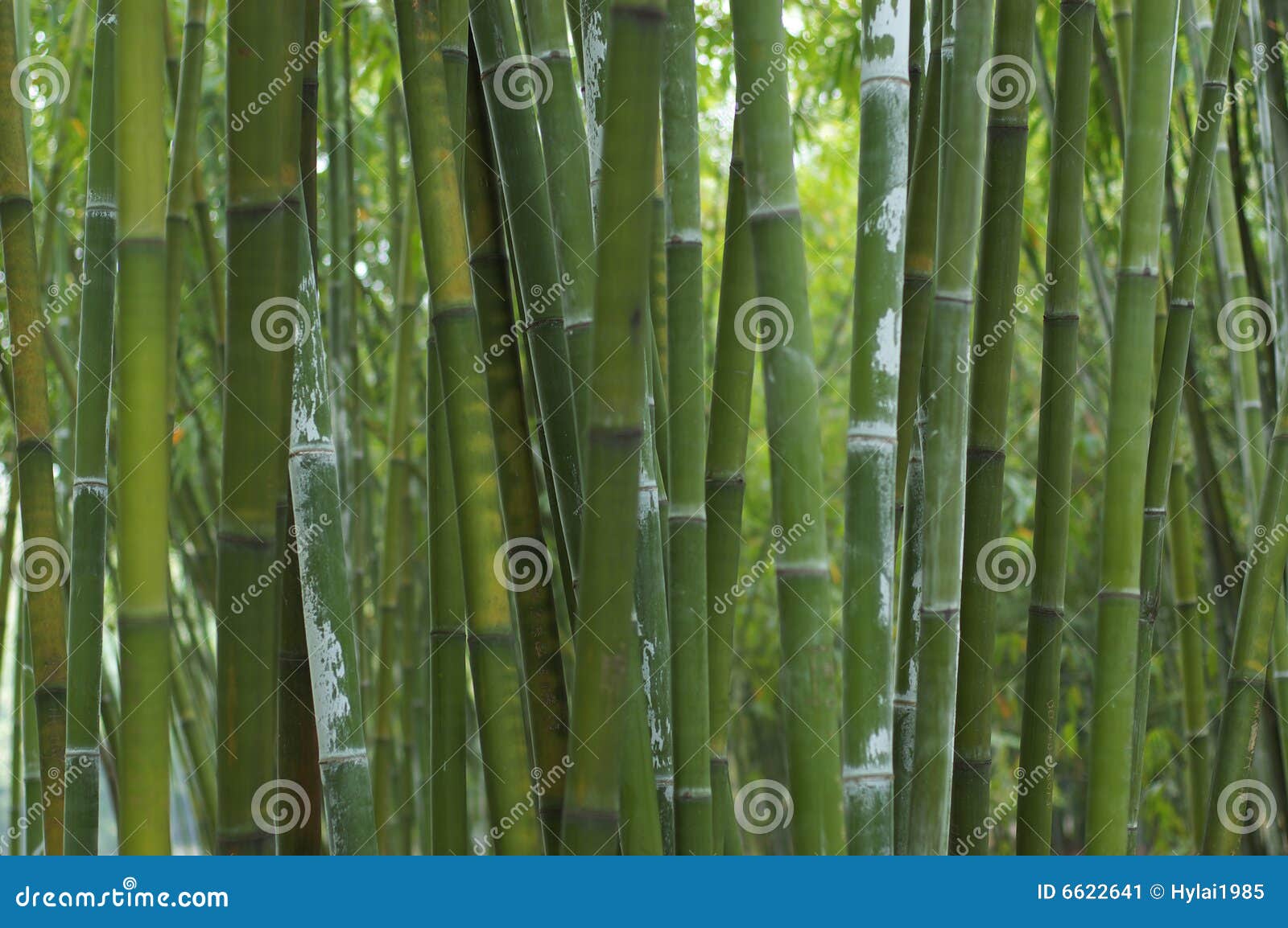 Bamboo stock image. Image of color, bamboo, plant, landscape - 6622641