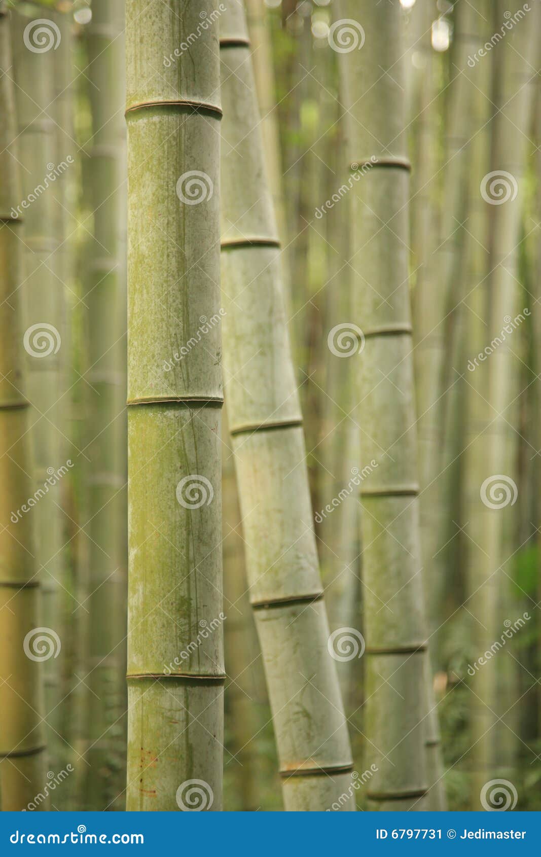 Bamboo stock image. Image of nature, stillness, grass - 6797731