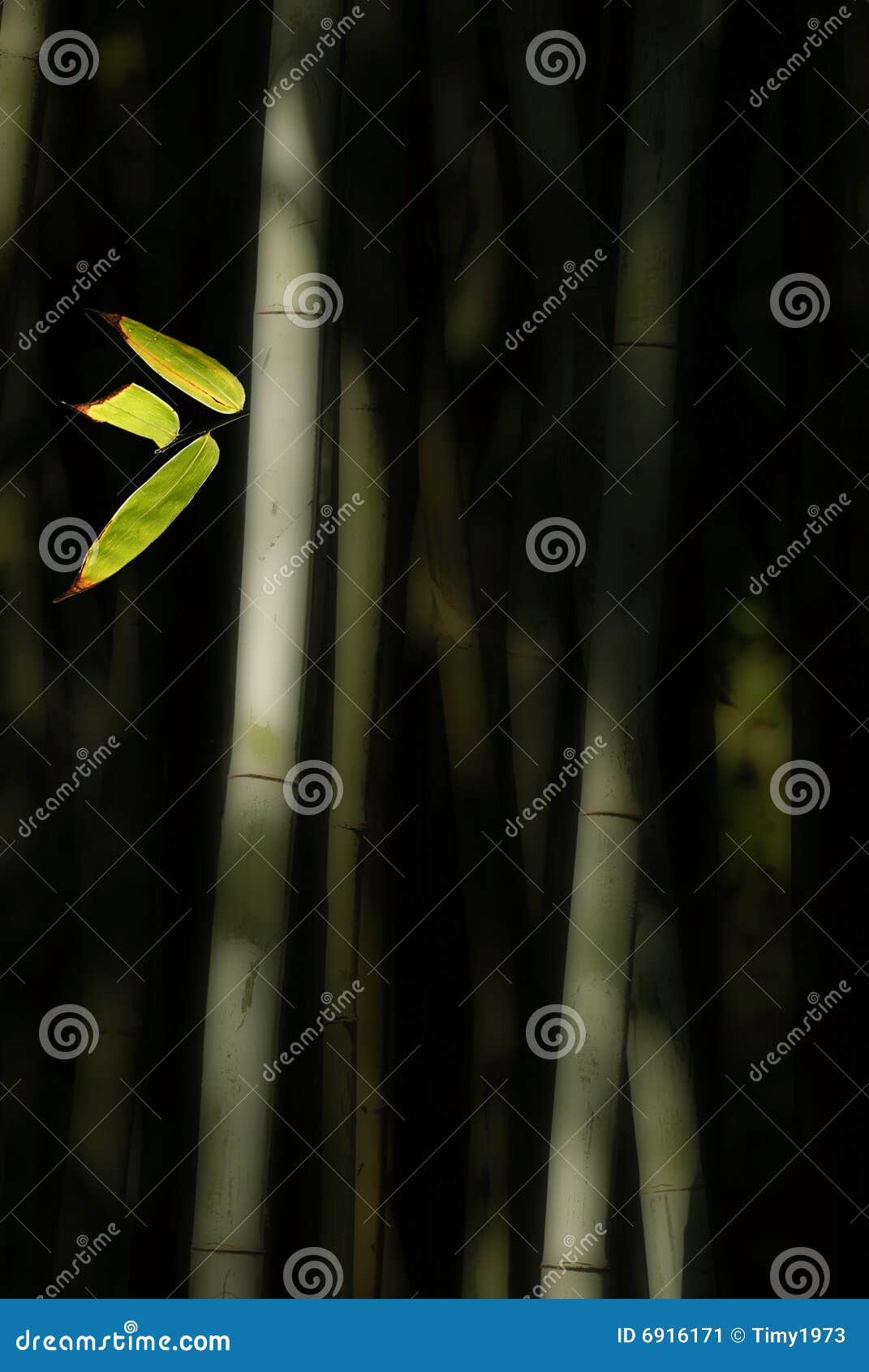 Bamboo stock image. Image of bamboo, leaf, spring, plants - 6916171