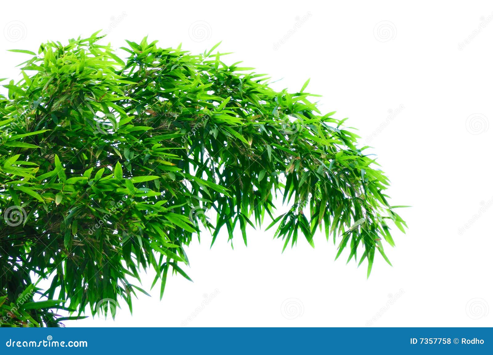 Bamboo stock photo. Image of white, plant, grass, bamboo - 7357758