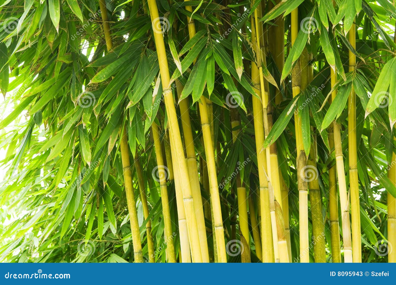 Bamboo stock image. Image of china, calm, bamboo, biological - 8095943