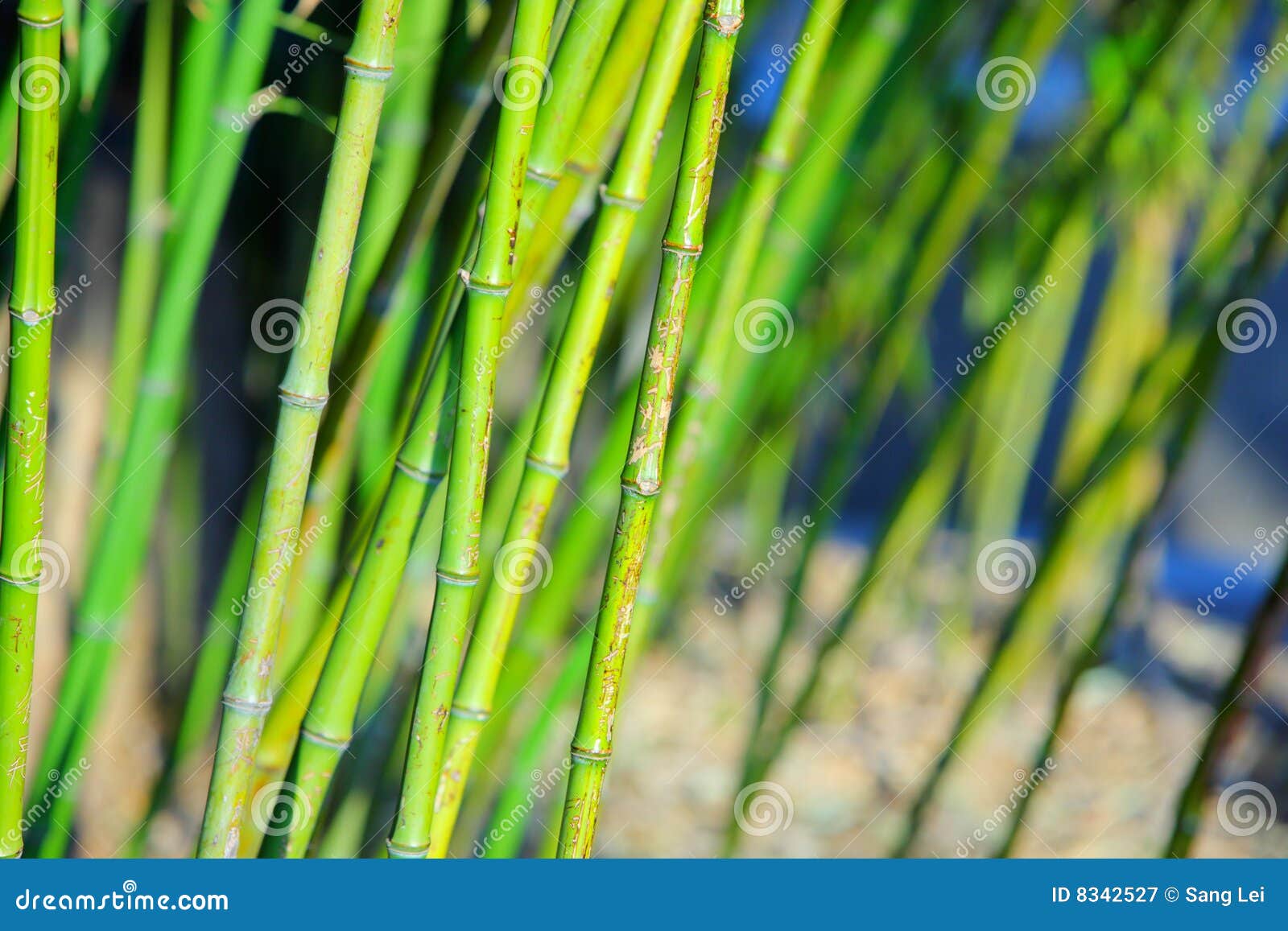 Bamboo stock image. Image of tree, colorful, nature, green - 8342527