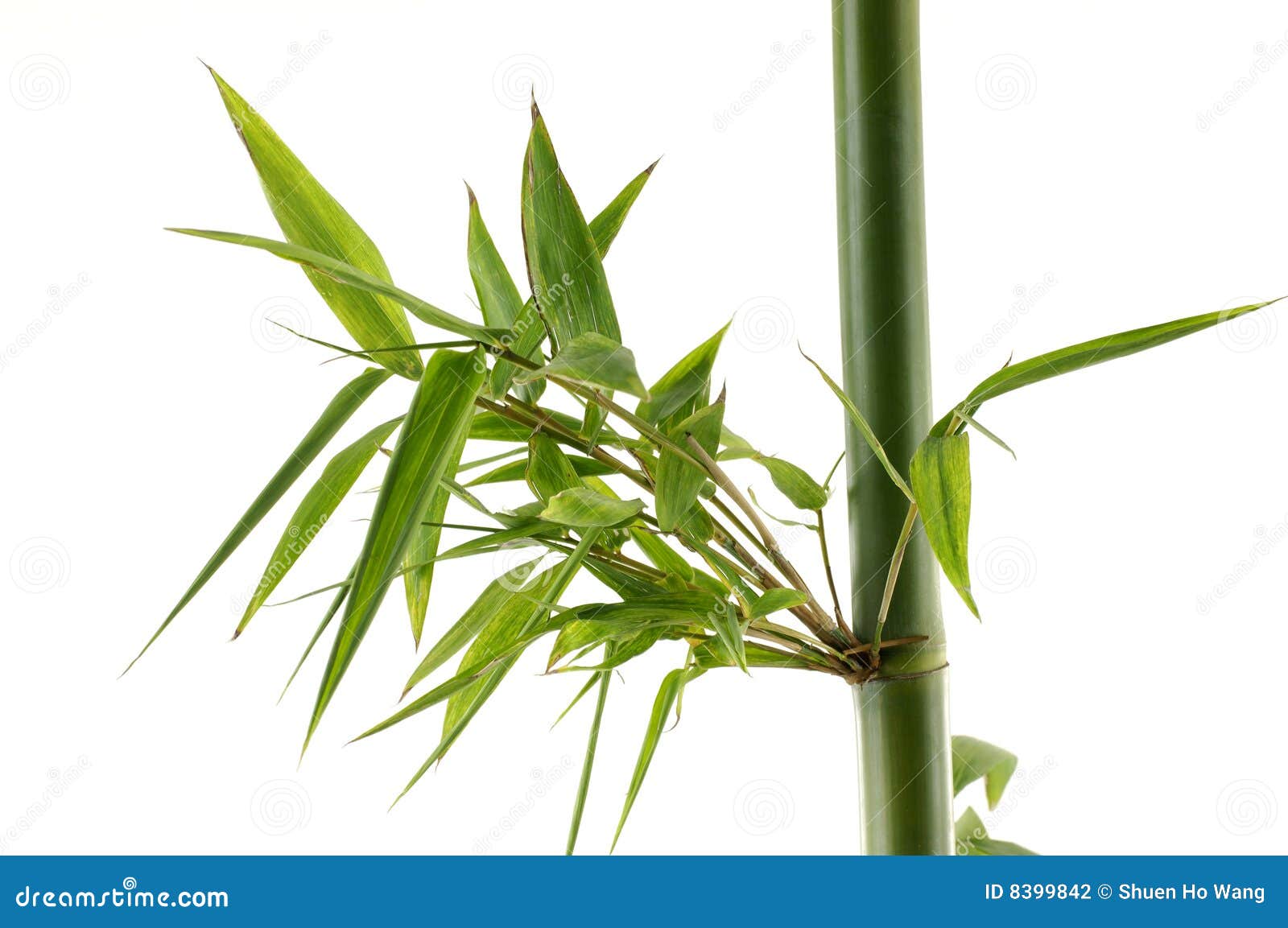 Bamboo stock photo. Image of bamboo, fresh, beauty, grow - 8399842
