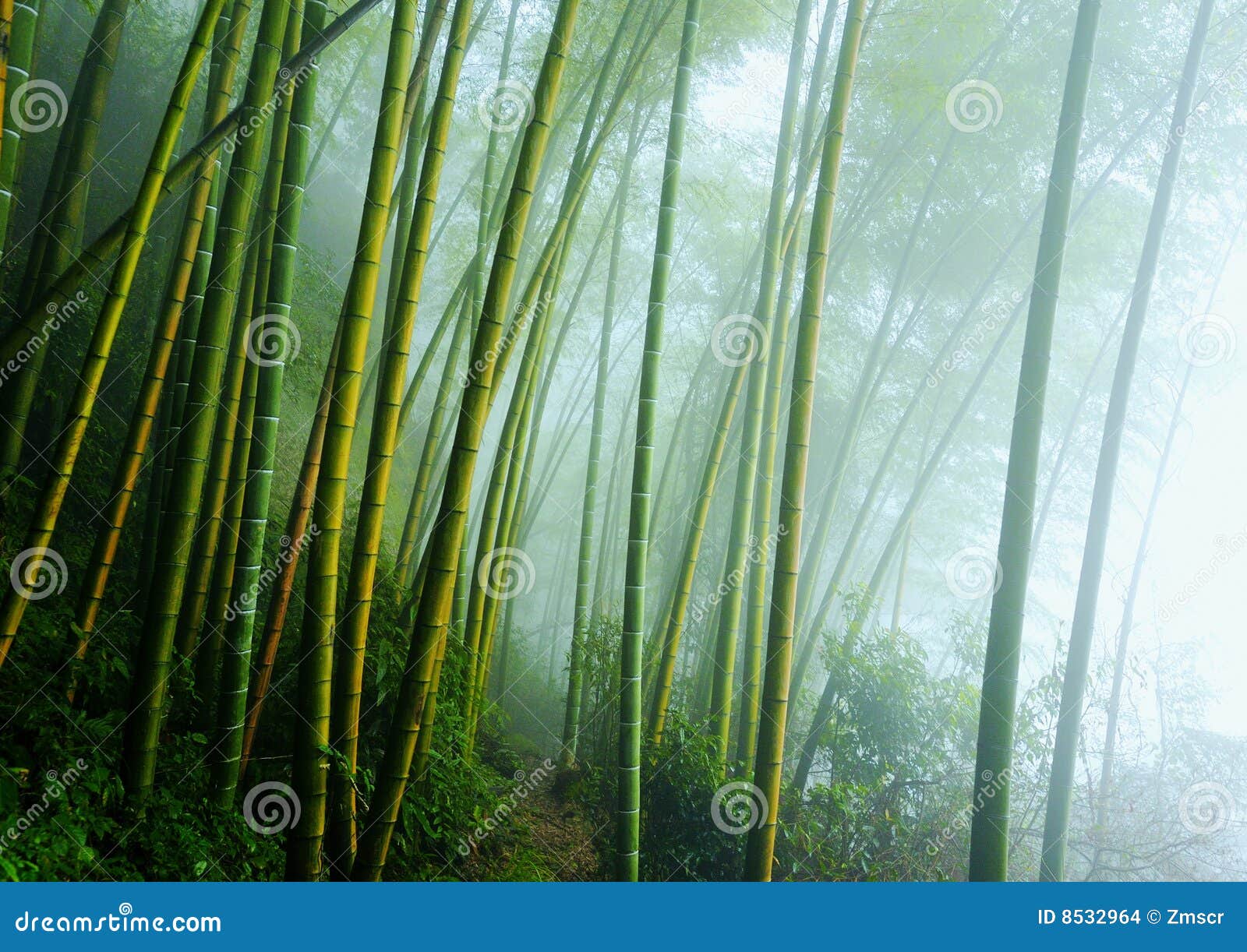 Bamboo stock photo. Image of sichuan, grove, fresh, bamboo - 8532964