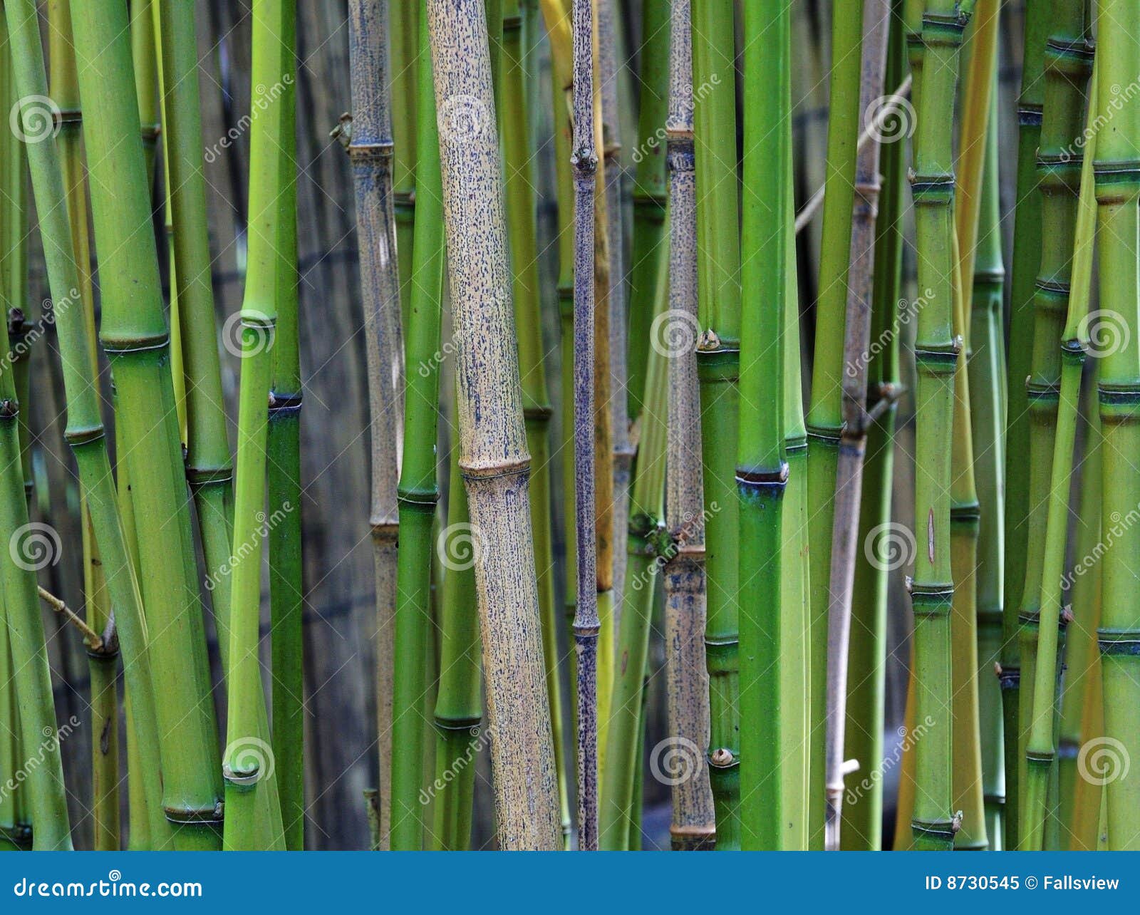Bamboo stock image. Image of garden, plant, butchart, canada - 8730545