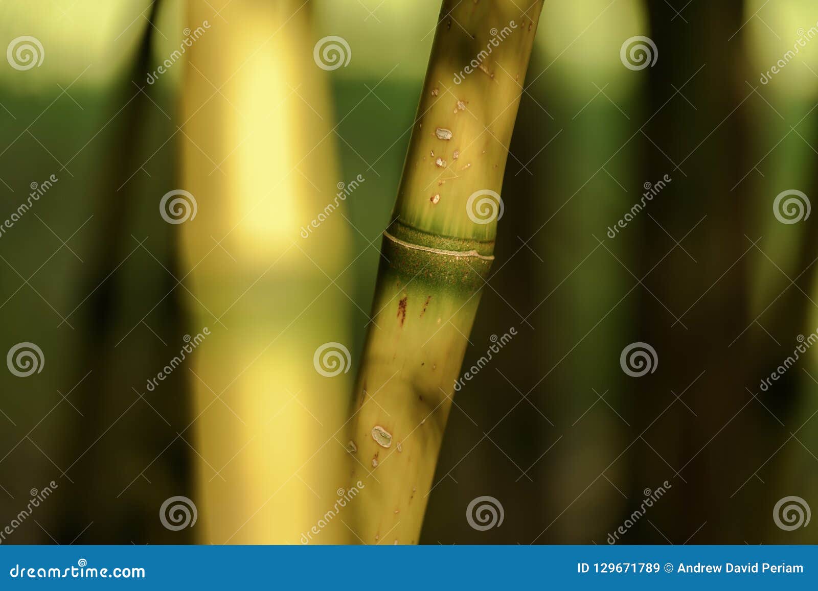 Bamboo Abstract background stock image. Image of color - 129671789