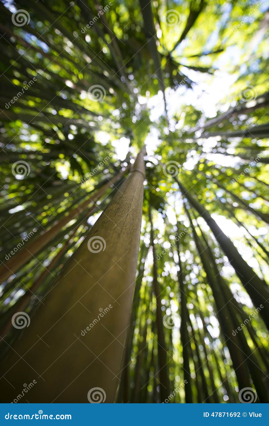 Bamboo Abstract stock photo. Image of cultivated, bamboo - 47871692