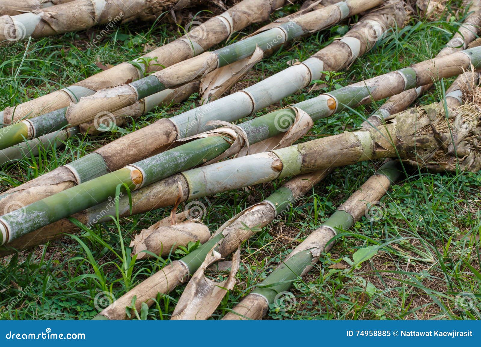 Bamboo Abstract Background. Pile Of Bamboo Pole. Stack Of Round Timber ...