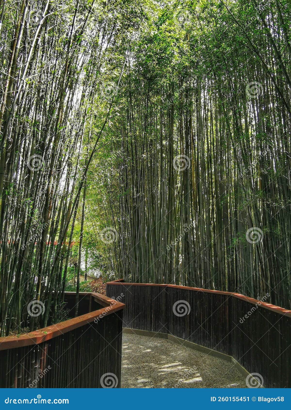 Bamboo alley with walkway stock image. Image of walk - 260155451