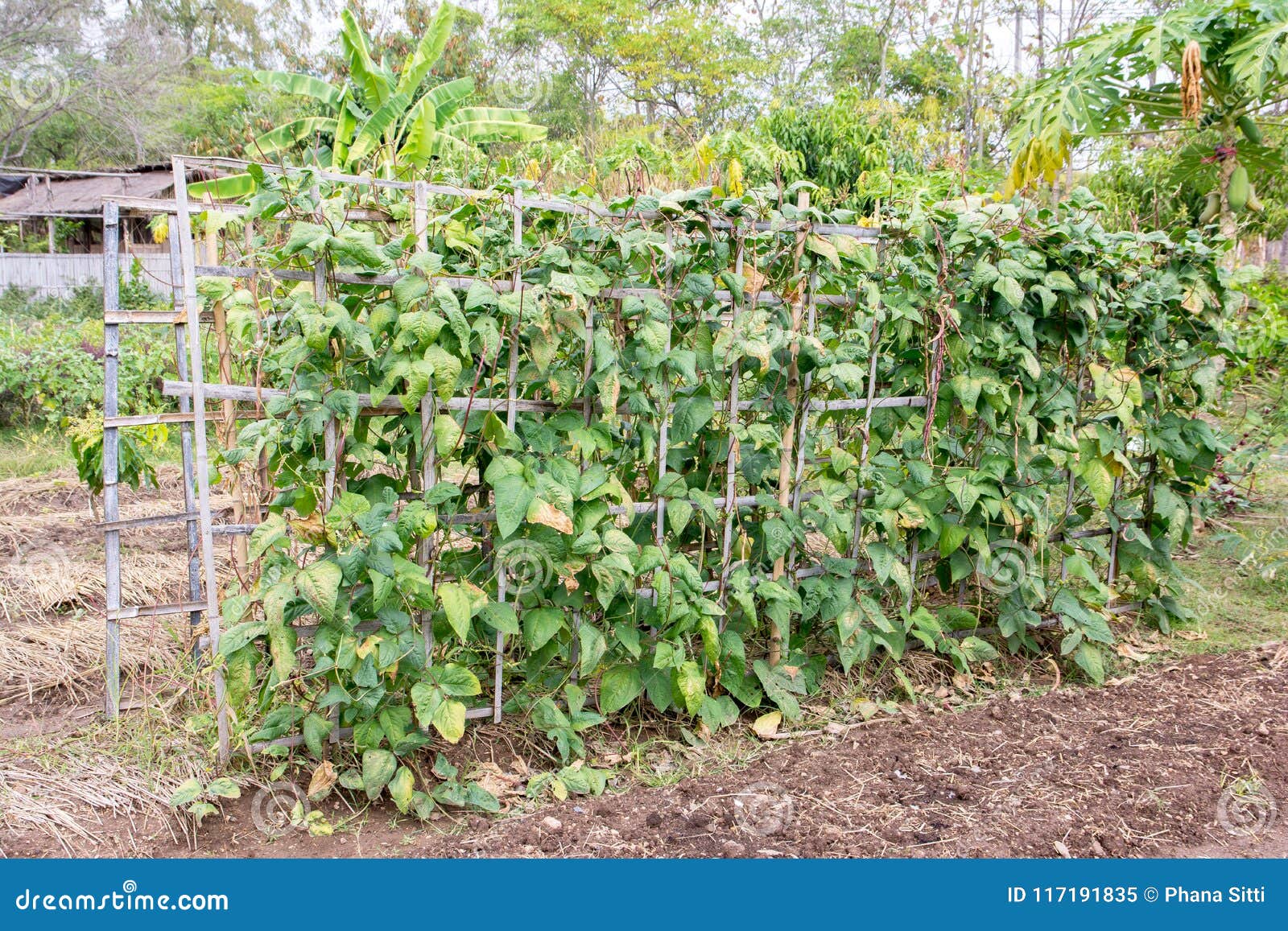 Bamboo Arbor with Creeper Lentils Plant in Field,Bamboo Pergola Stock ...