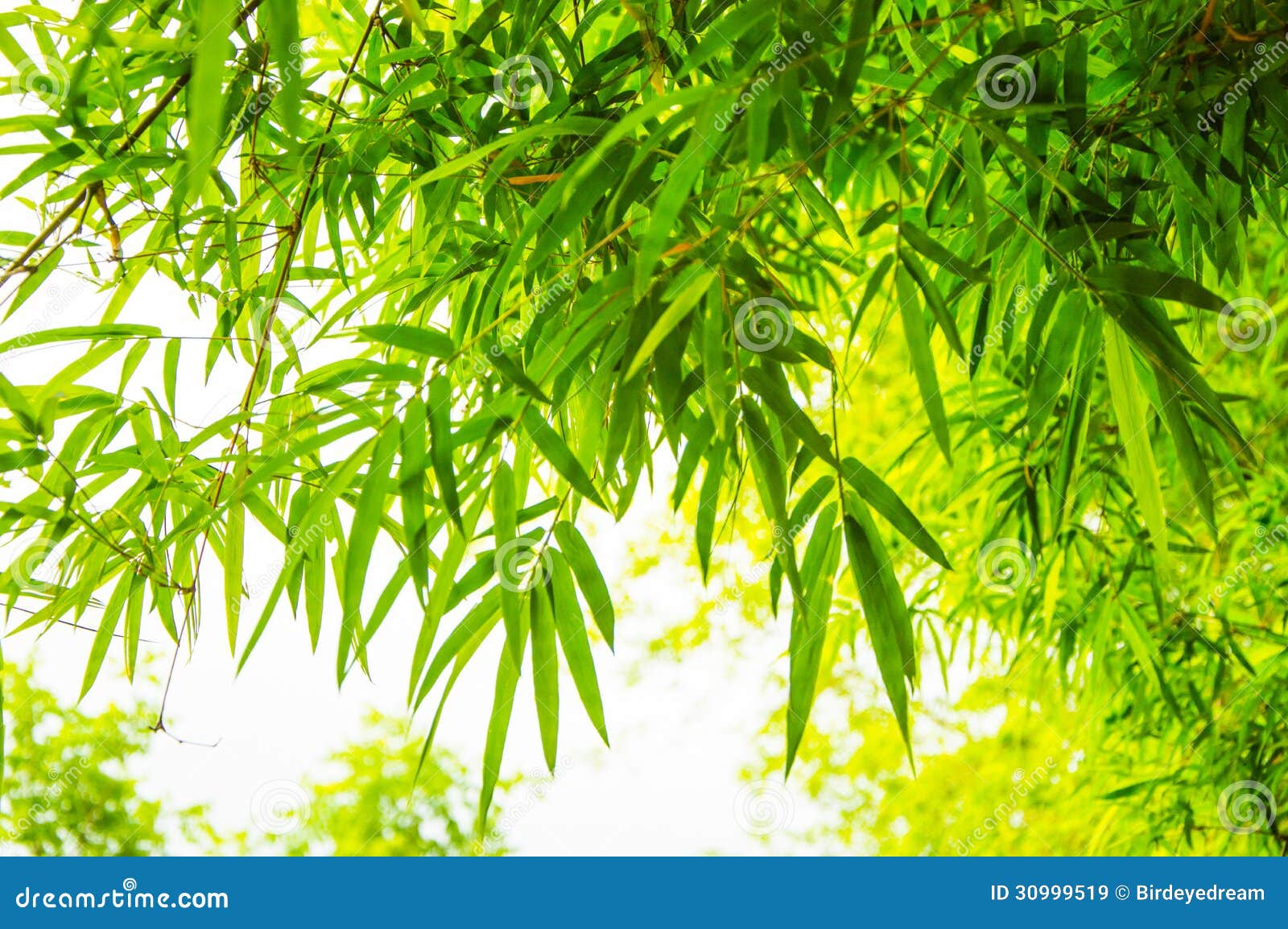 Bamboo background stock image. Image of asia, nature - 30999519