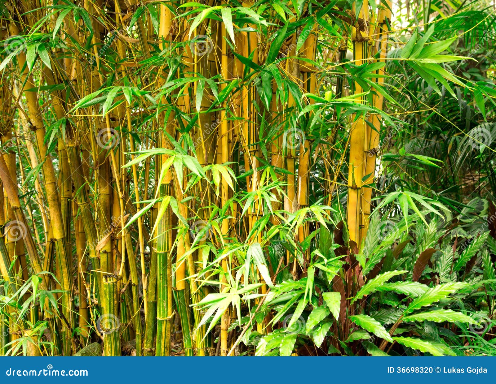 Bamboo background stock photo. Image of bamboo, ecology - 36698320