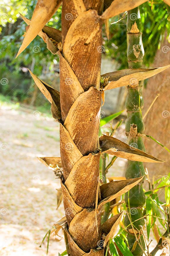 Bamboo bark stock photo. Image of pattern, branch, palm - 270909570