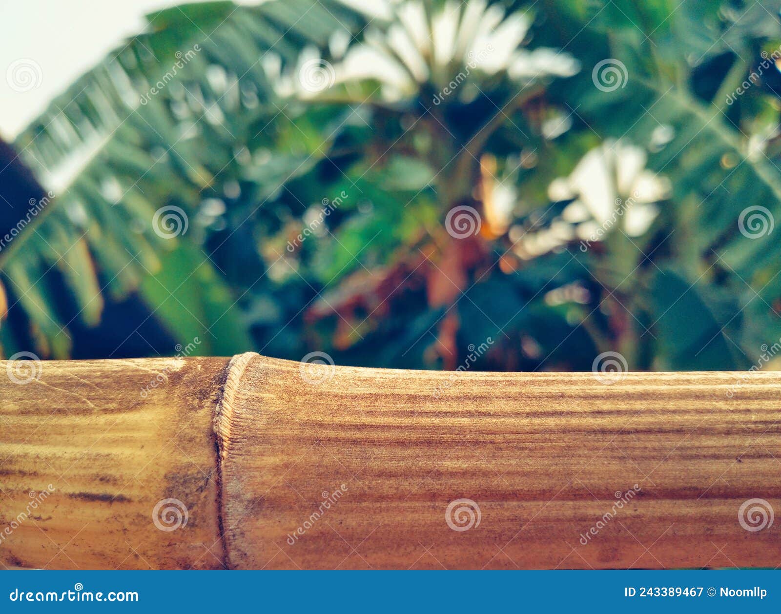 Bamboo Barrel and Tree Background Bananas Stock Image - Image of nature ...