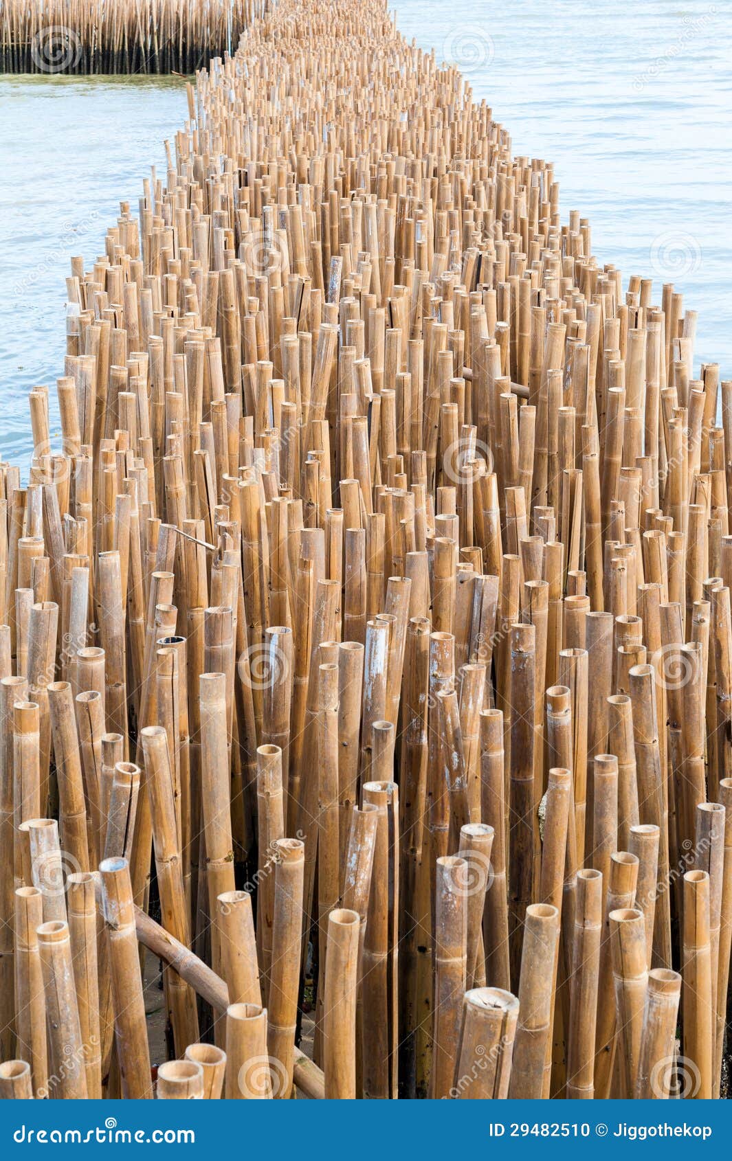 Bamboo barrier stock photo. Image of coast, park, hardwood - 29482510