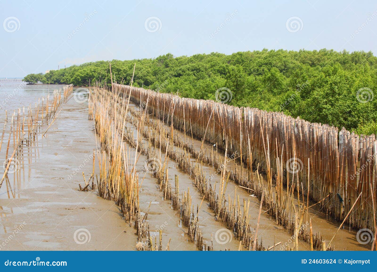 Bamboo Barrier for Protect the Forest Stock Photo - Image of frame ...