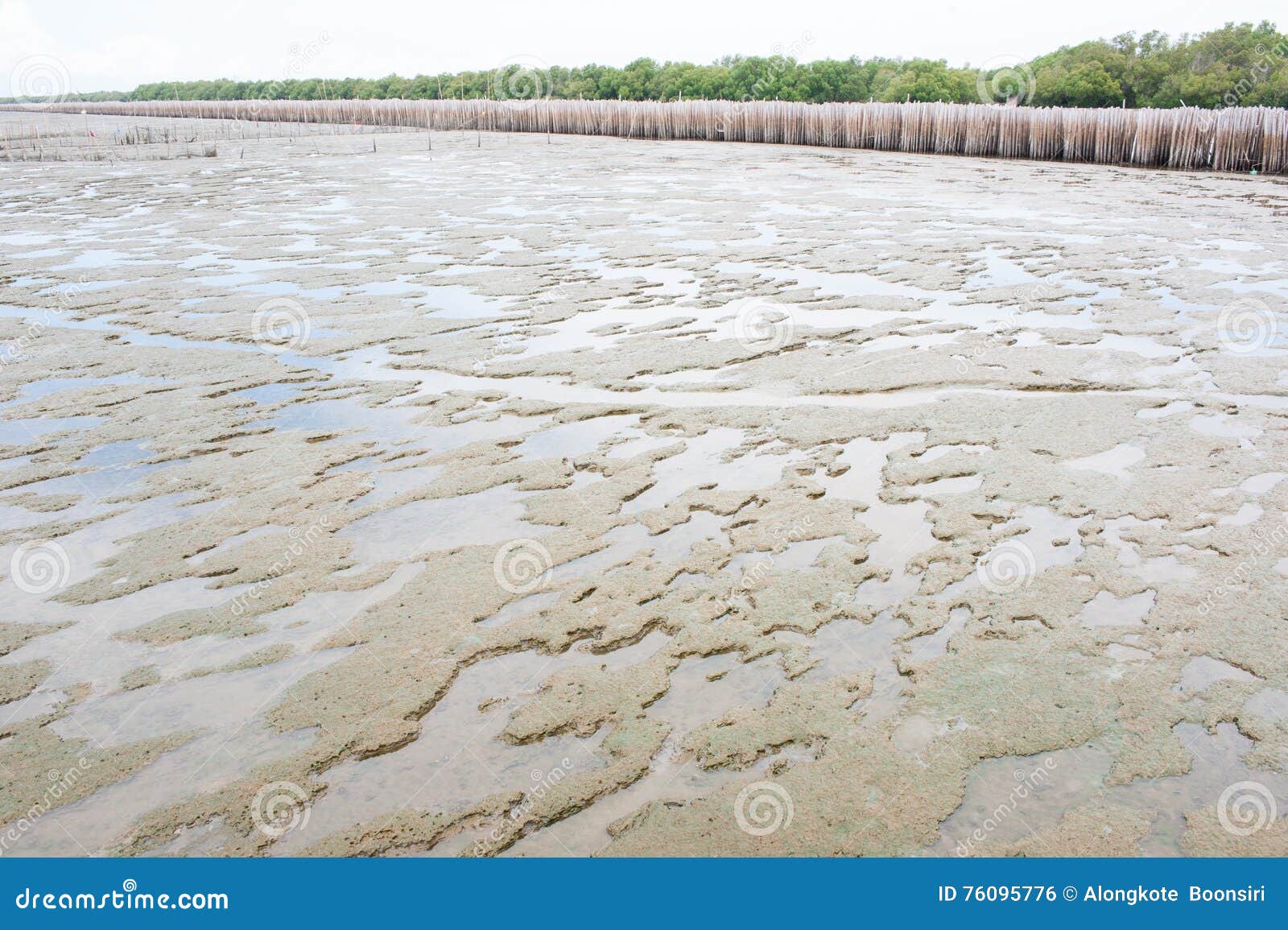 Bamboo Barrier Protect the Mangrove Forest. Stock Photo - Image of ...