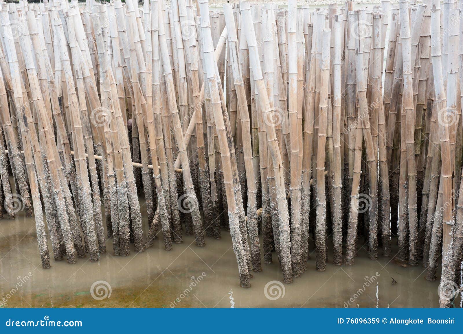 Bamboo Barrier Protect the Mangrove Forest. Stock Image - Image of ...