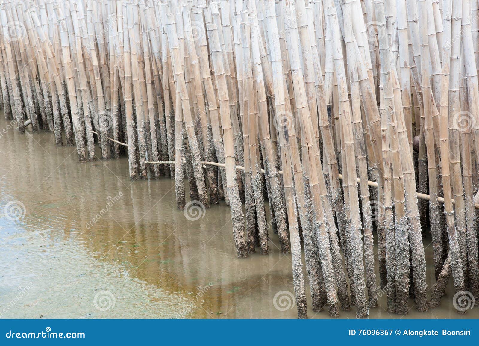 Bamboo Barrier Protect the Mangrove Forest. Stock Image - Image of ...