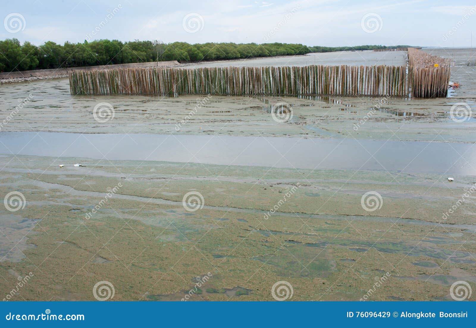 Bamboo Barrier Protect the Mangrove Forest. Stock Image - Image of ...