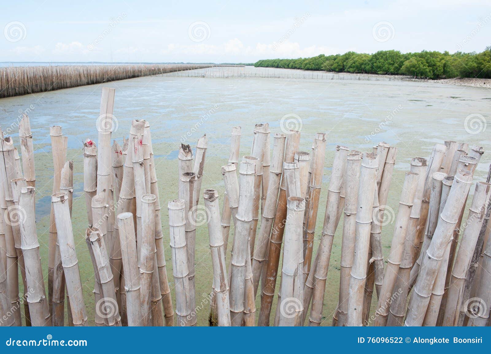 Bamboo Barrier Protect the Mangrove Forest. Stock Photo - Image of ...