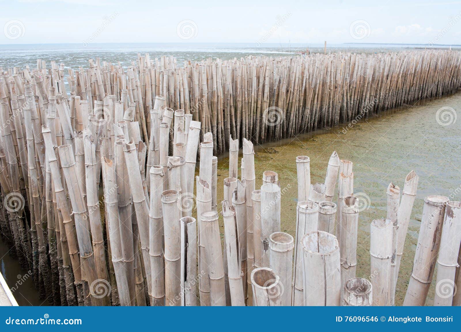 Bamboo Barrier Protect the Mangrove Forest. Stock Photo - Image of ...