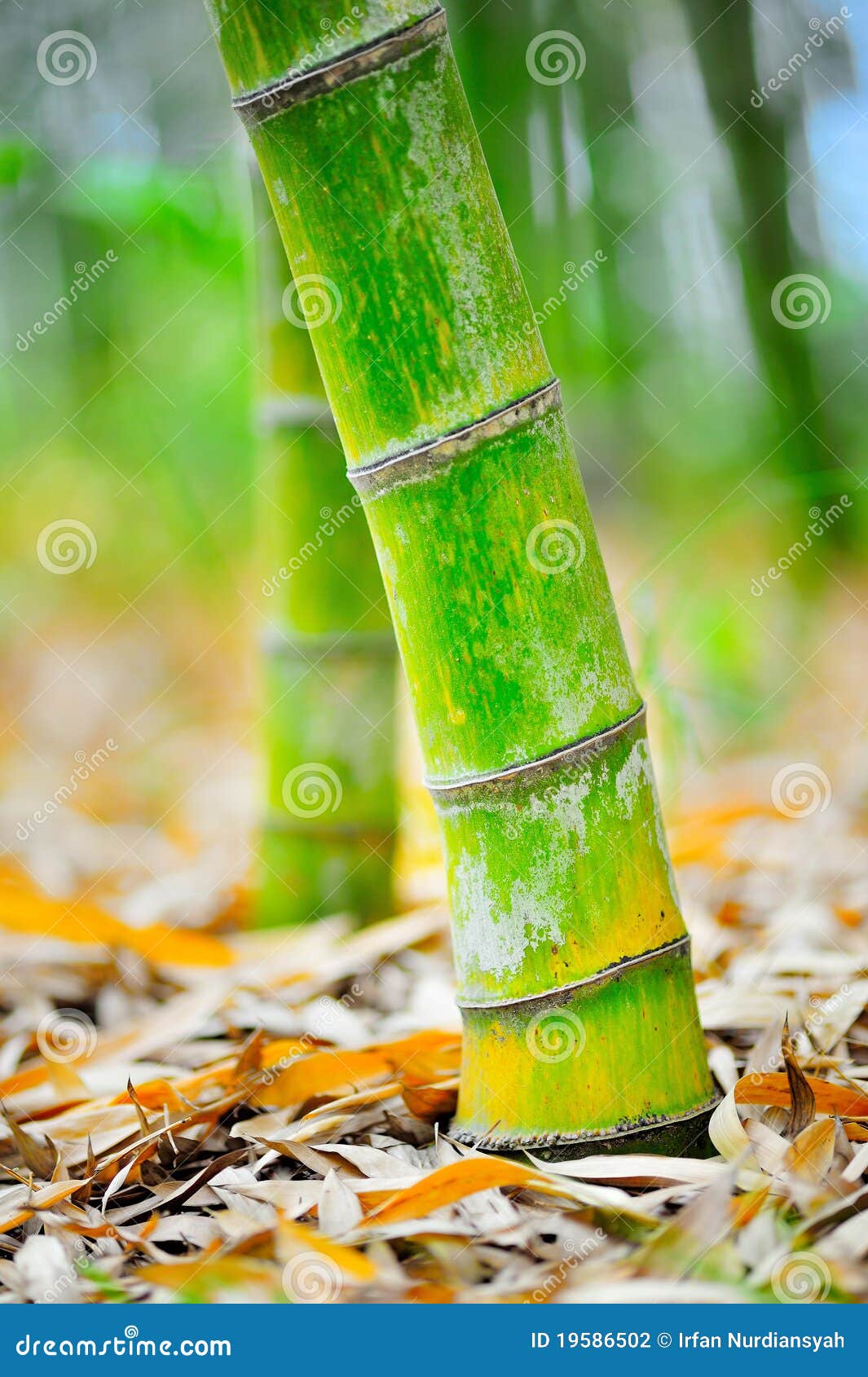 Bamboo Base 01 stock photo. Image of yellow, park, trunk - 19586502