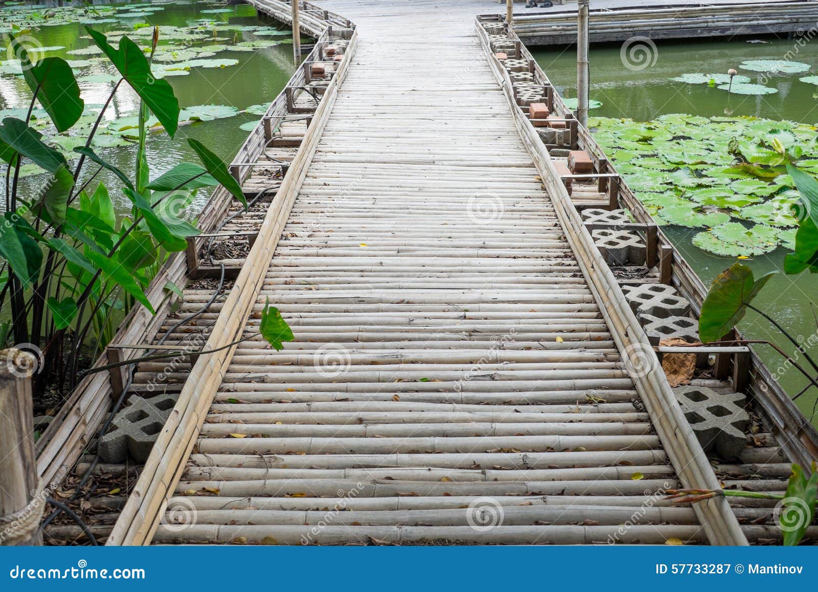 Bamboo Bath Across the Pond Stock Image - Image of plant, fresh: 57733287