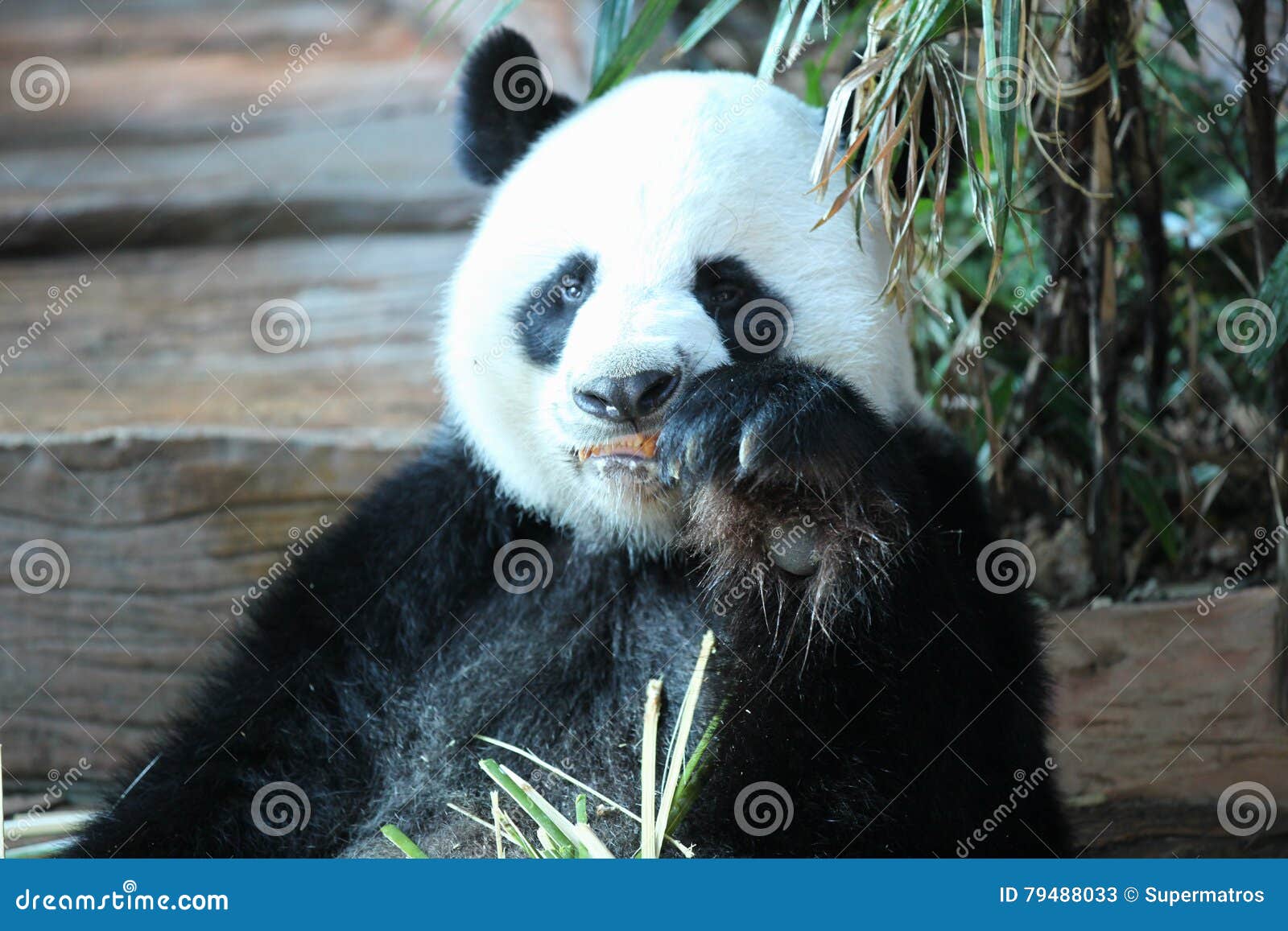 Bamboo Bear or a Giant Panda, Thailand Stock Image - Image of mammal ...