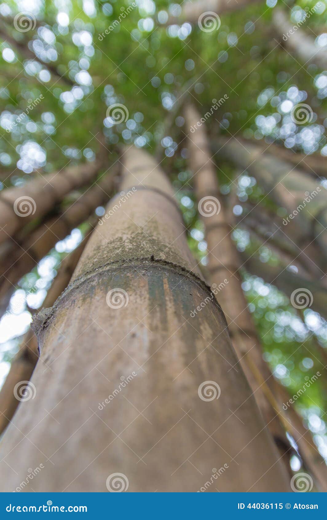Bamboo stock image. Image of culture, nature, sunlight - 44036115