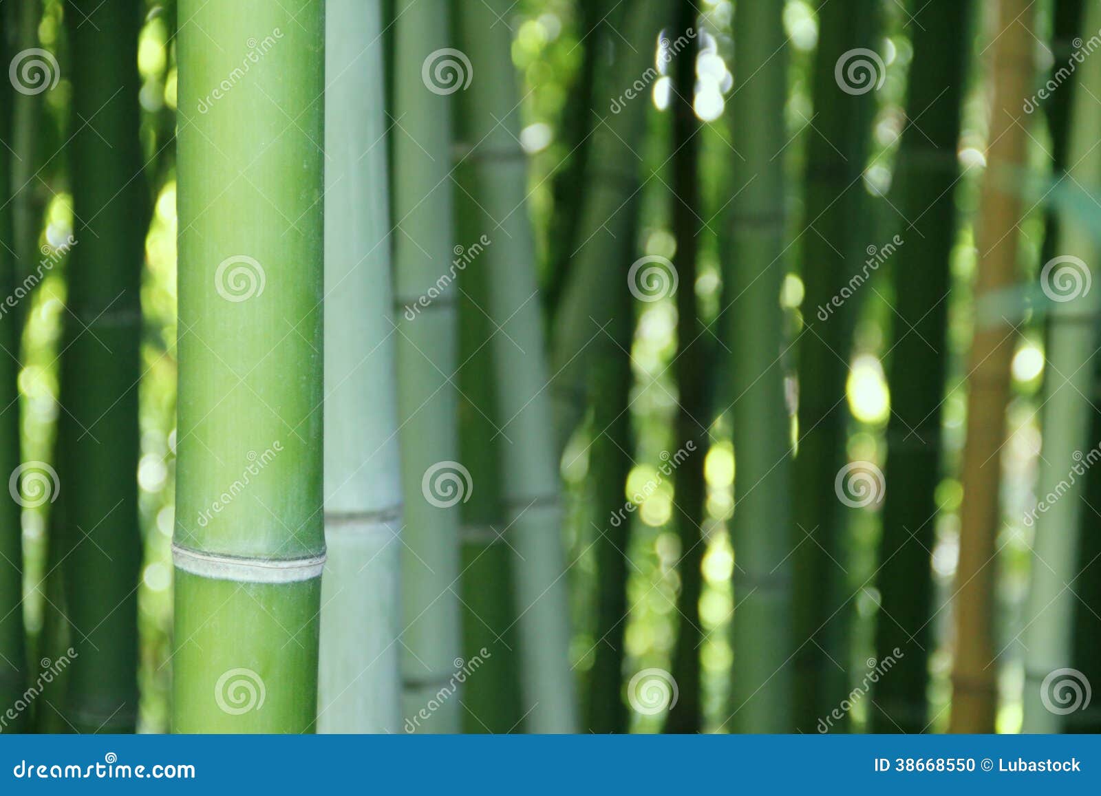 Bamboo stock photo. Image of closeup, gardening, decoration - 38668550