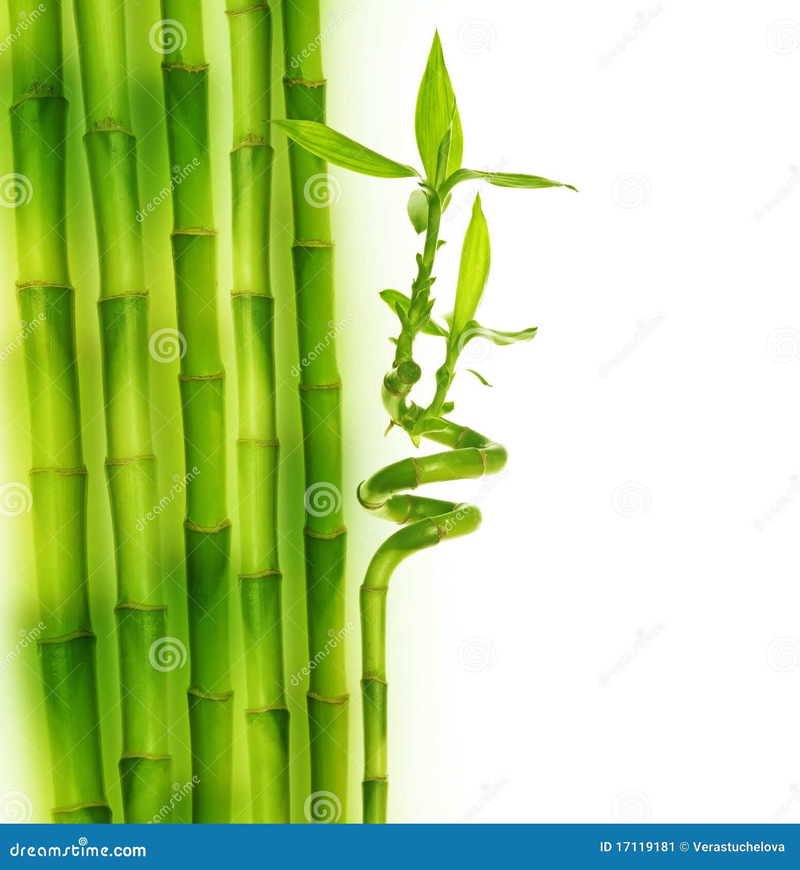 Bamboo border stock image. Image of chinese, isolated - 17119181