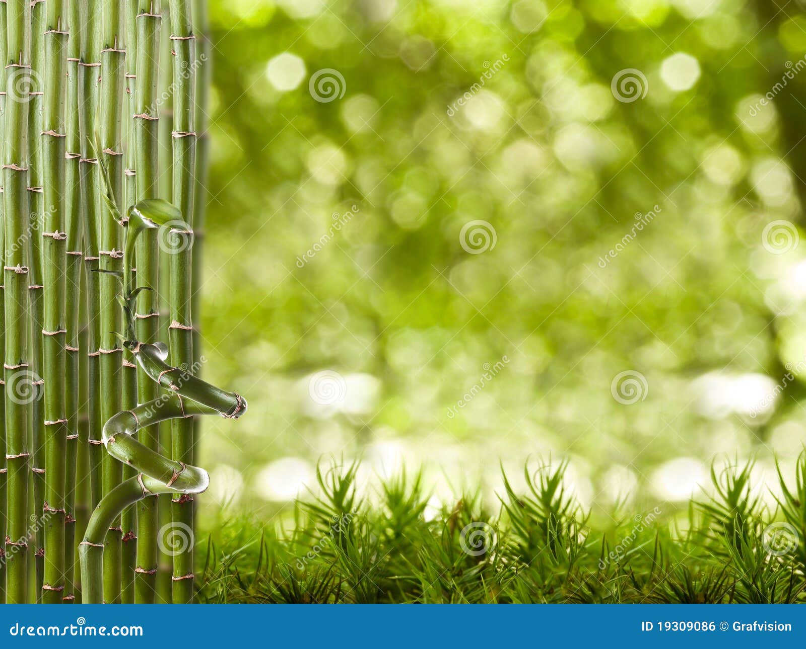Bamboo Border stock photo. Image of cultivated, feng - 19309086
