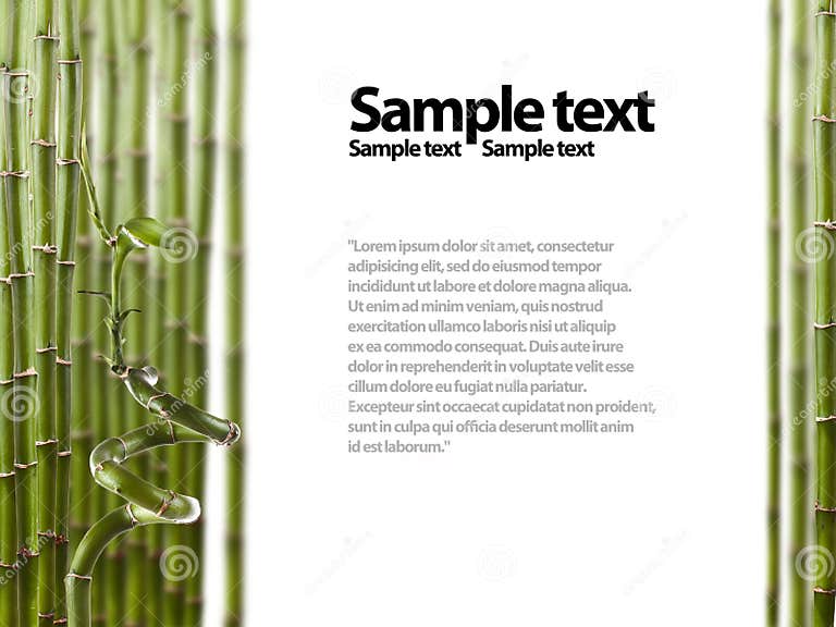 Bamboo Border stock image. Image of east, jungle, cultivated - 19821537