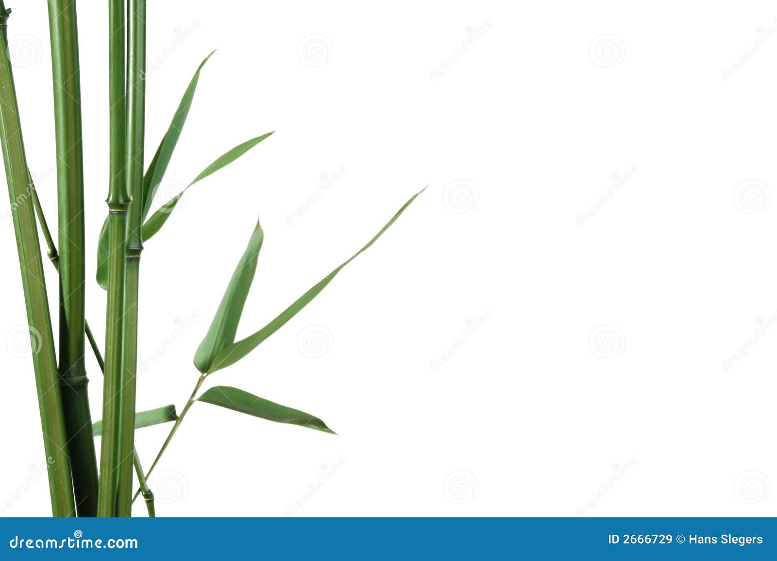 Bamboo border stock image. Image of bamboo, asian, copy - 2666729