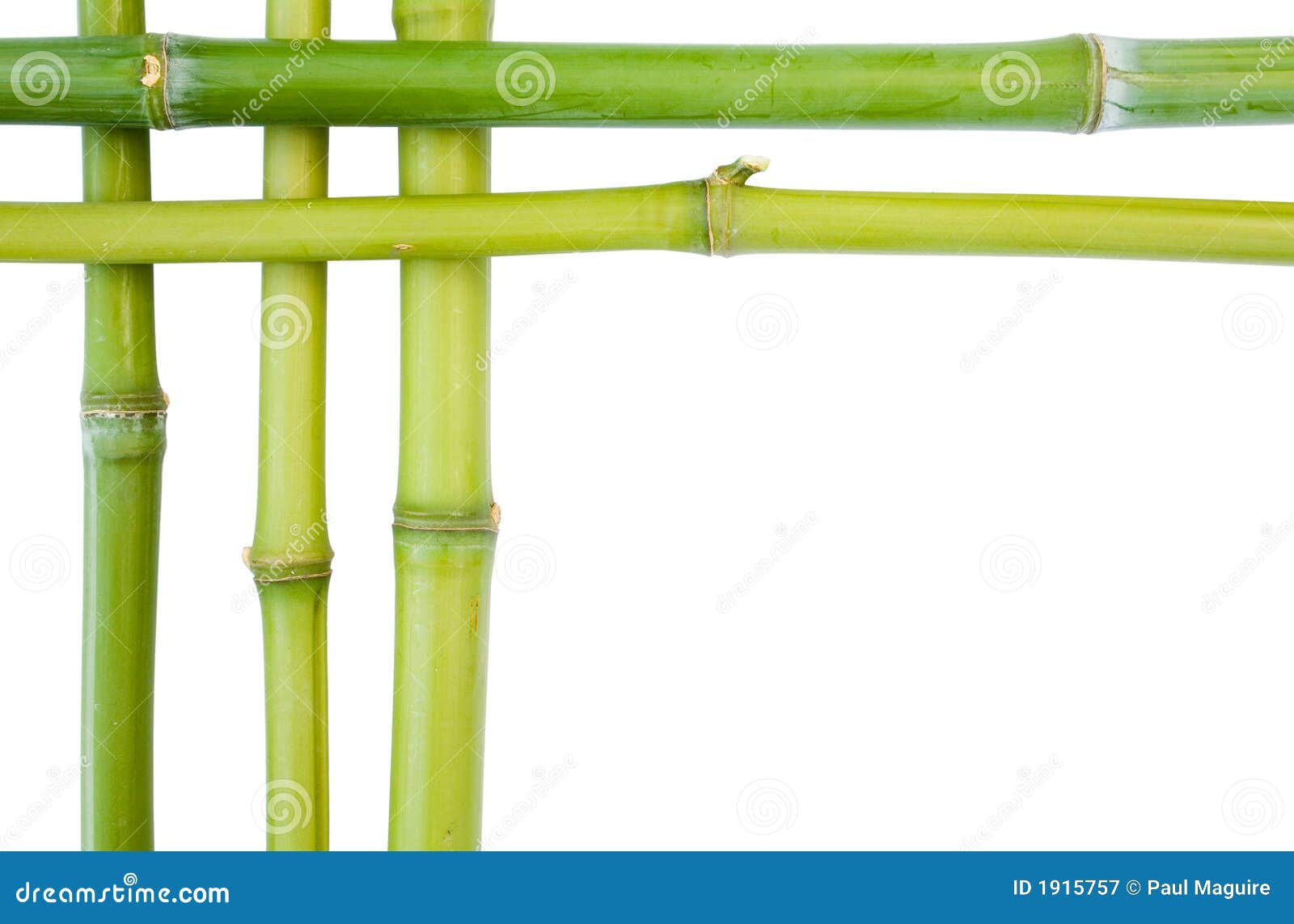 Bamboo Border Designs