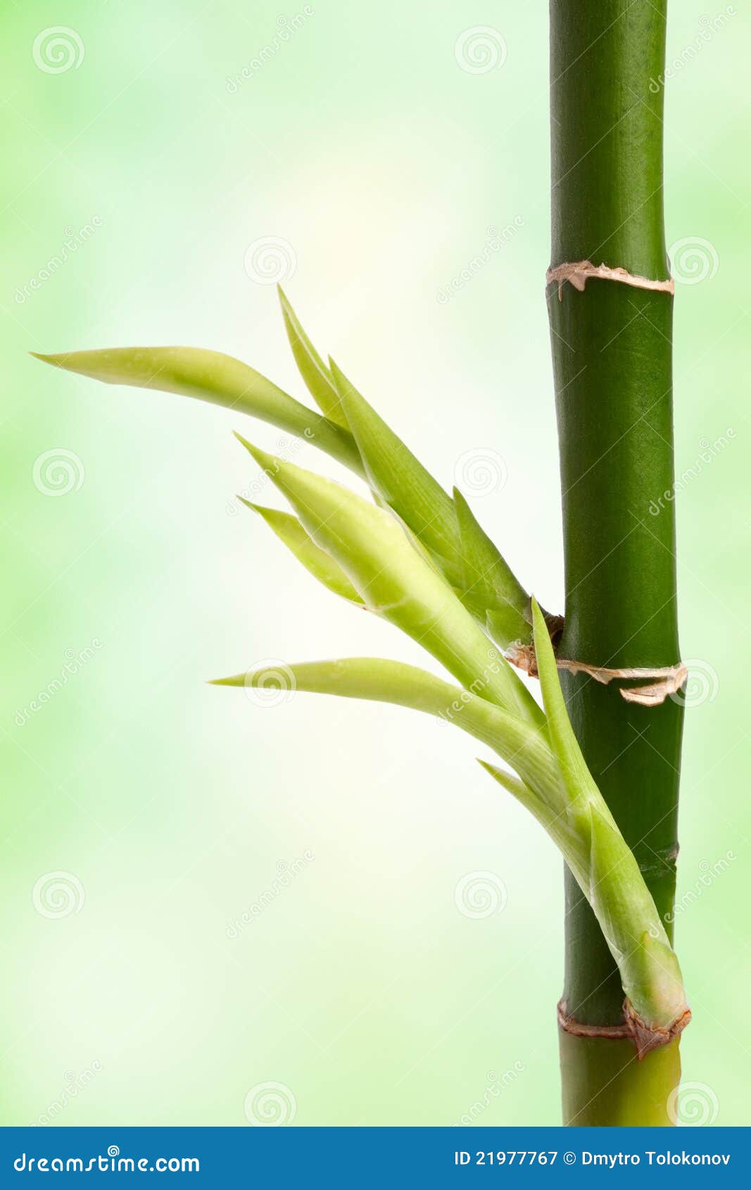 Bamboo branch stock image. Image of leaf, feng, nature - 21977767