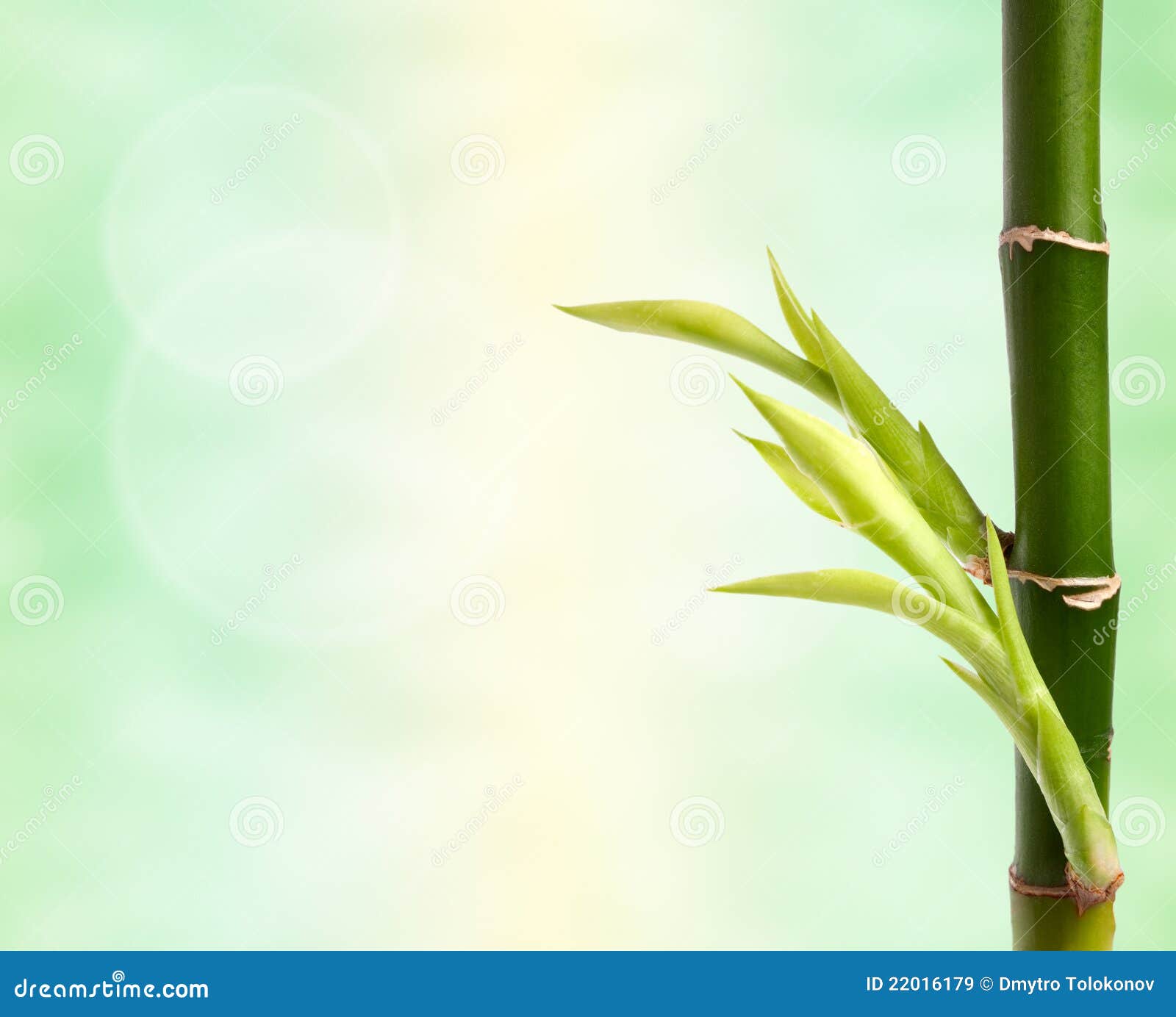 Bamboo branch stock image. Image of harmony, plants, clean - 22016179
