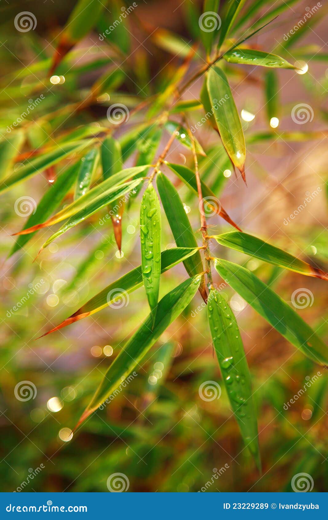 Bamboo branch stock image. Image of environment, nature - 23229289