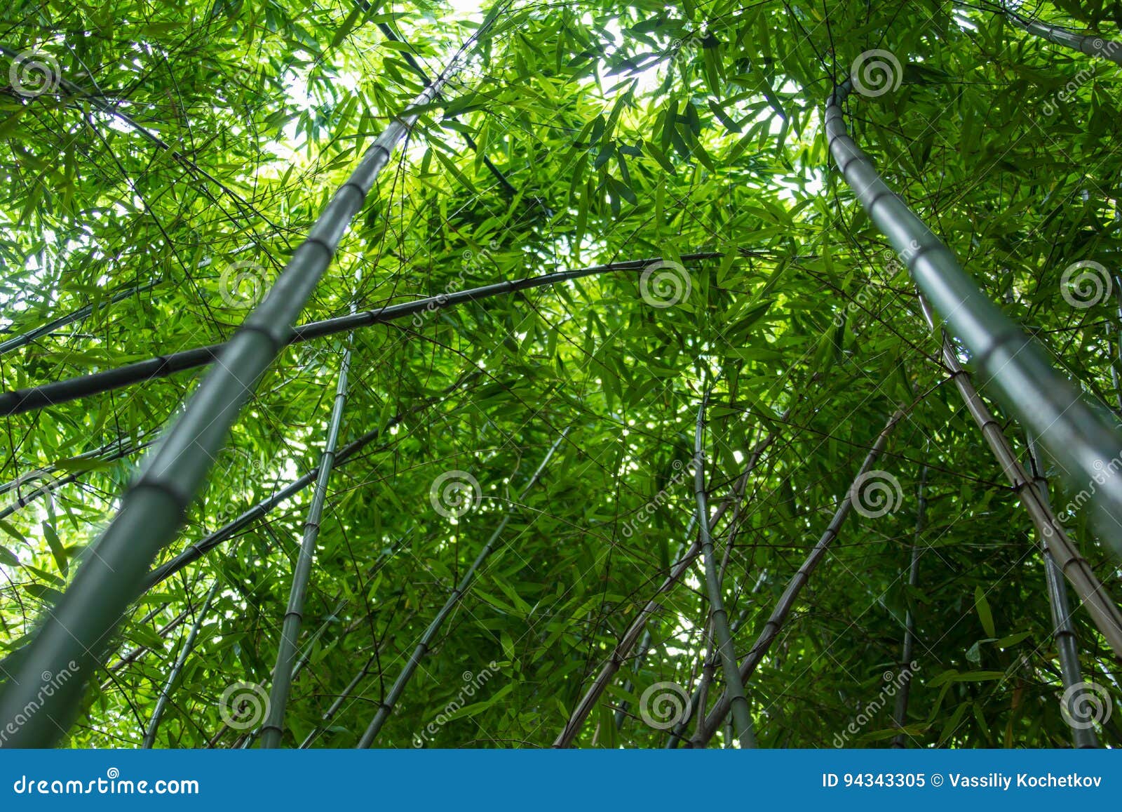 Bamboo Branch in Bamboo Forest, Beautiful Green Nature Background Stock ...