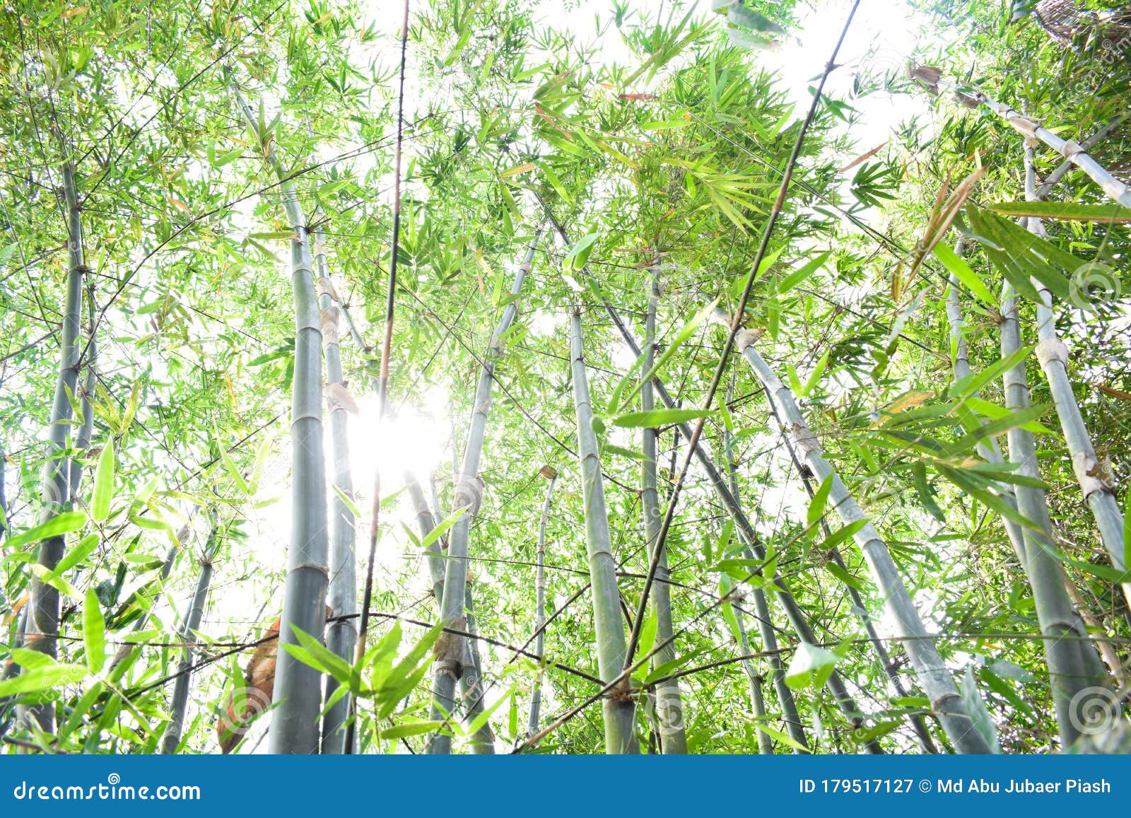 Bamboo Branch in a Beautiful Green Bamboo Forest in the Wild Nature ...